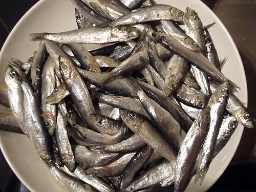 Is Whitebait the Same as Anchovies? - Vending Business Machine Pro Service