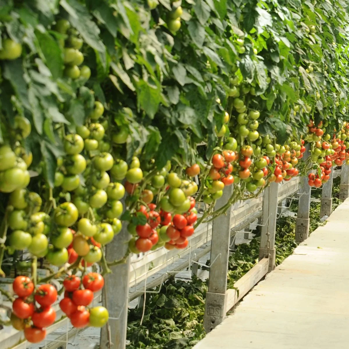Where Can I Buy Hydroponic Vegetables? - Vending Business Machine Pro ...